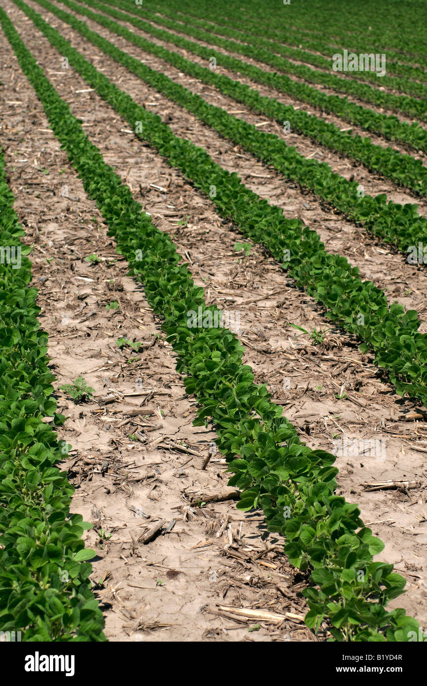 Soybean cultivation us hi-res stock photography and images - Alamy