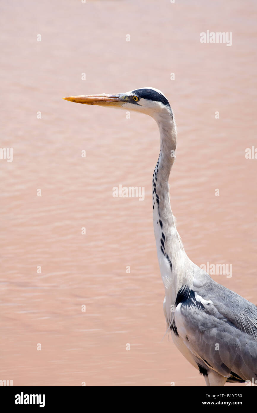 Sean bird hi-res stock photography and images - Alamy
