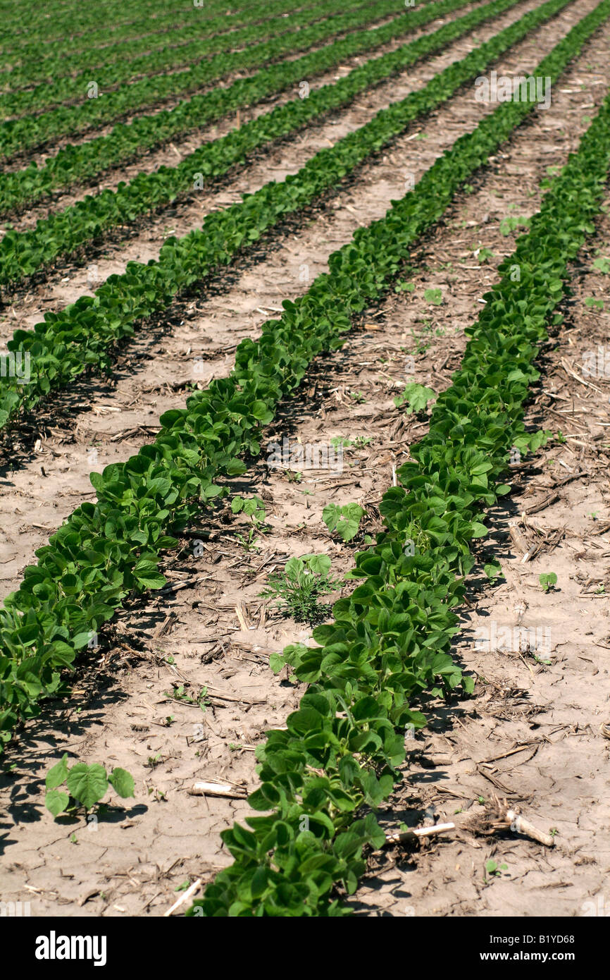 Early summer soybean field in Iowa Stock Photo - Alamy