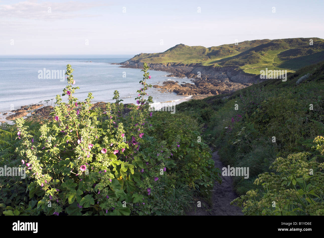 Grunta Beach and Morte Point, North Devon Stock Photo - Alamy