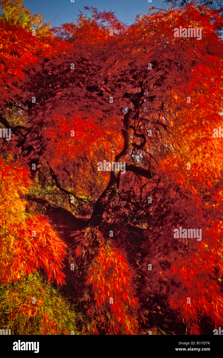 Golden burst of autumn fall foliage color Japanese Maple Stock Photo ...