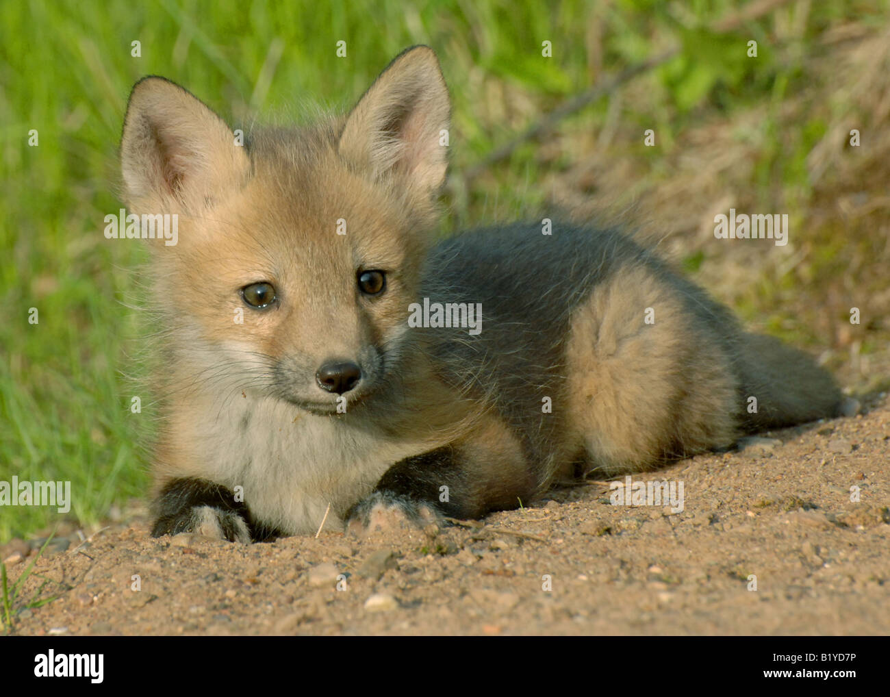 Red Fox Kit Vulpes vulpes resting near den Spring North America Stock ...