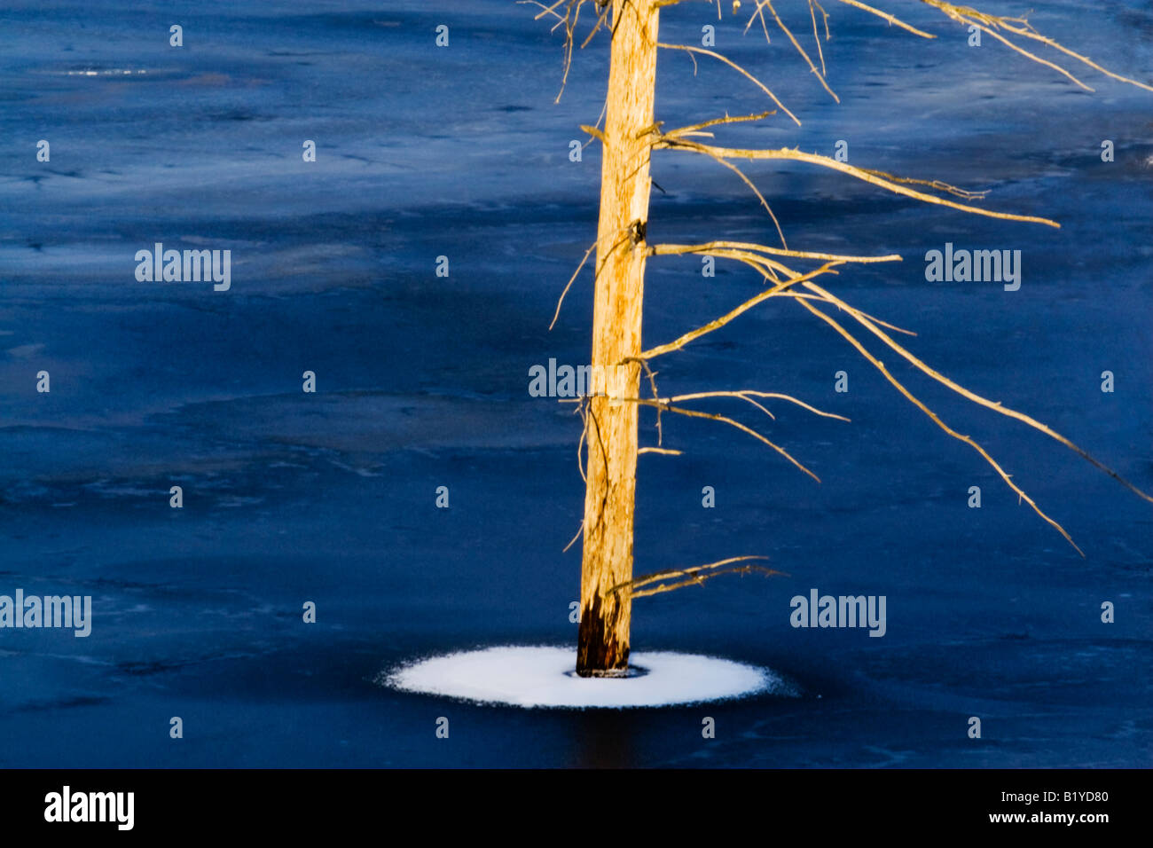 One dead tree stands in a frozen beaver pond Stock Photo - Alamy