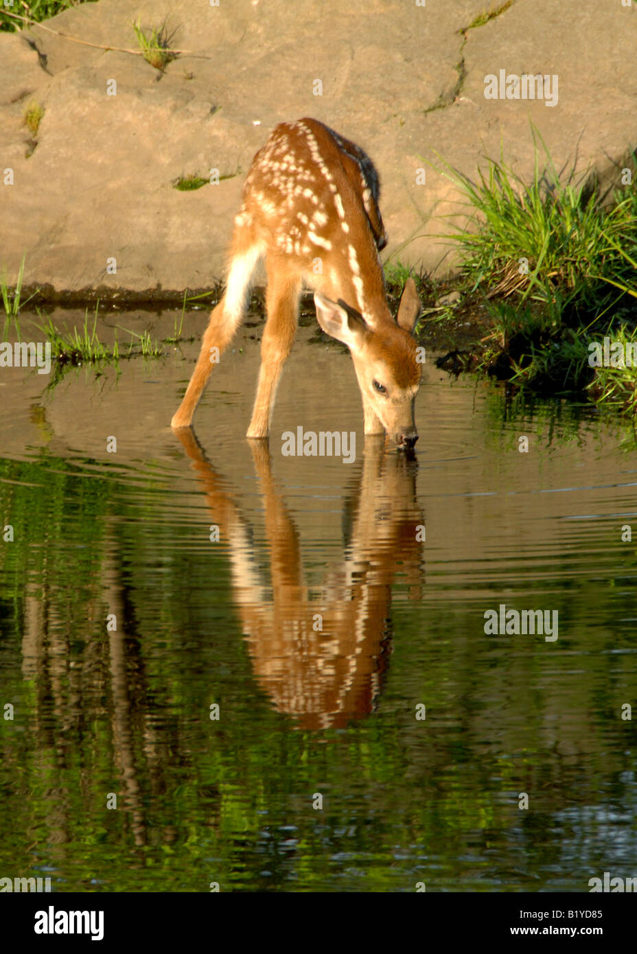 Deer Drinking From Pond High Resolution Stock Photography and Images ...