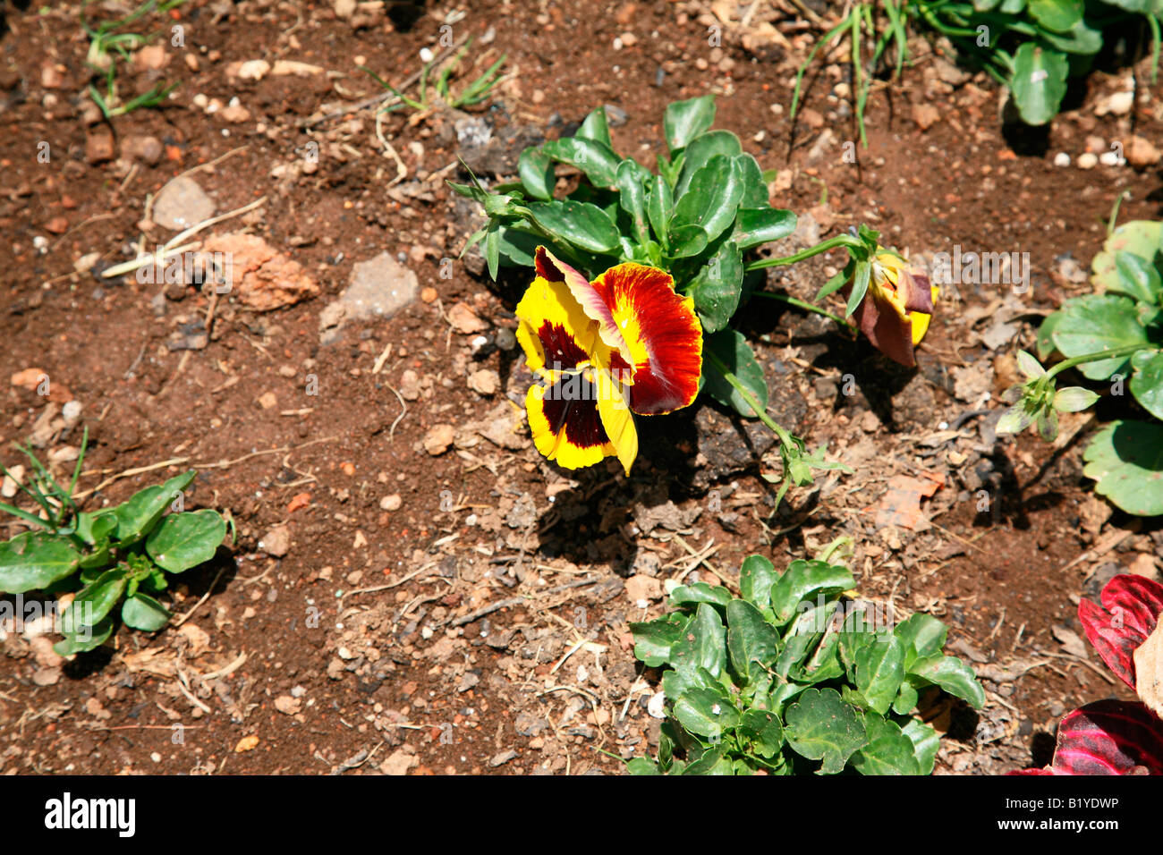 A garden flower from ooty,Tamil nadu,India Stock Photo - Alamy
