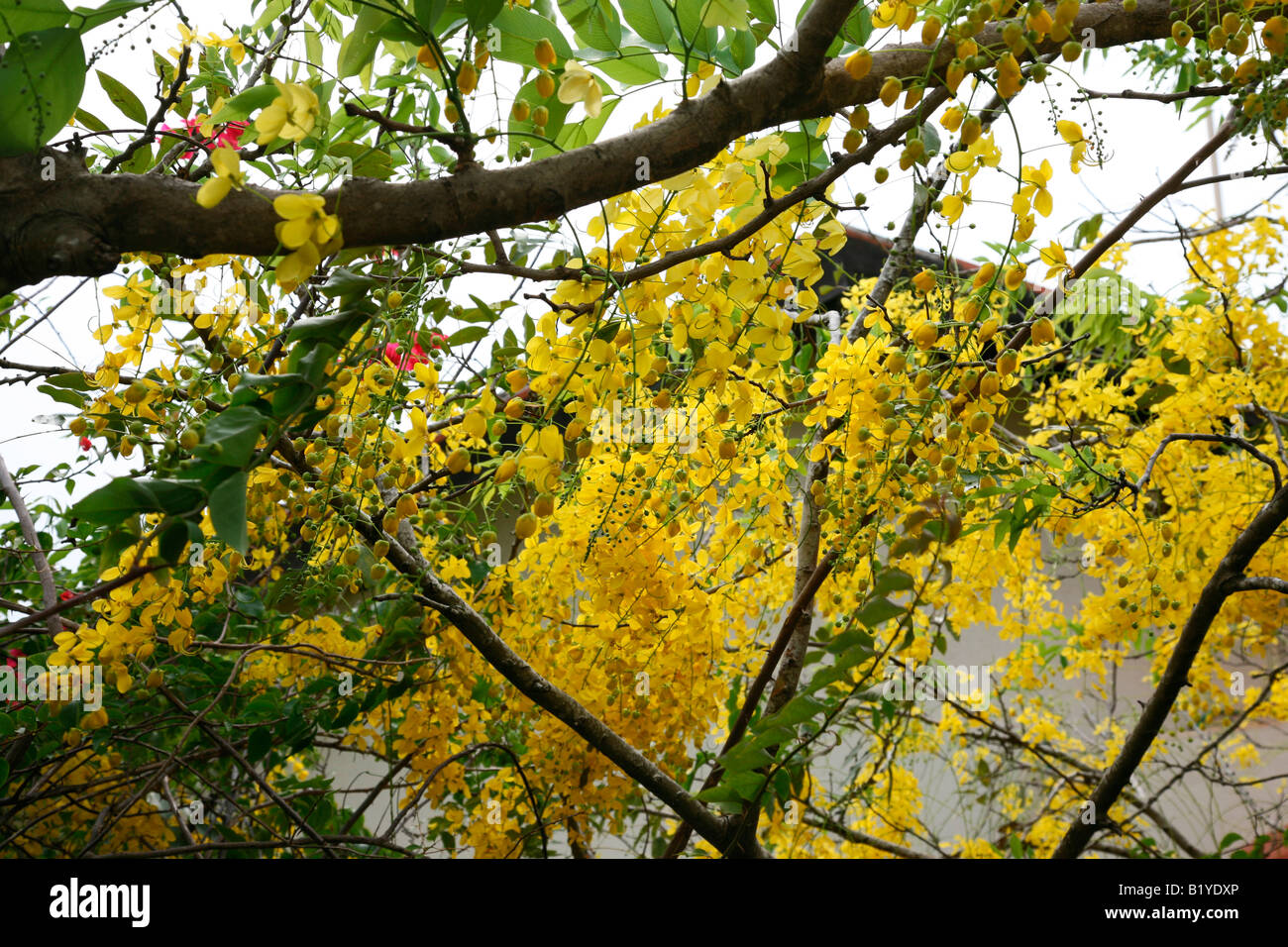 Yellow flowers amaltas casia fistula hi-res stock photography and images - Alamy