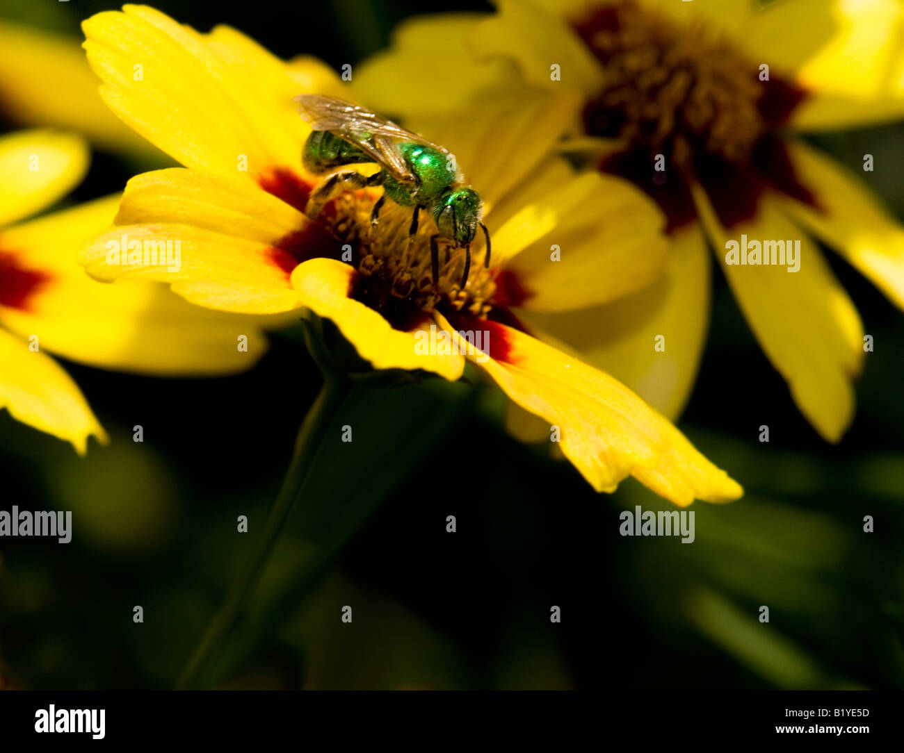 Augochloropsis metallica, a small metallic green bee on a coreopsis ...