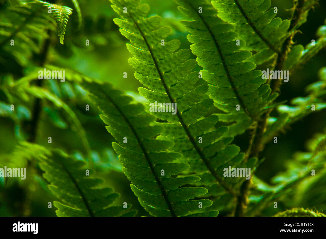 Young foliage of Bracken Stock Photo - Alamy