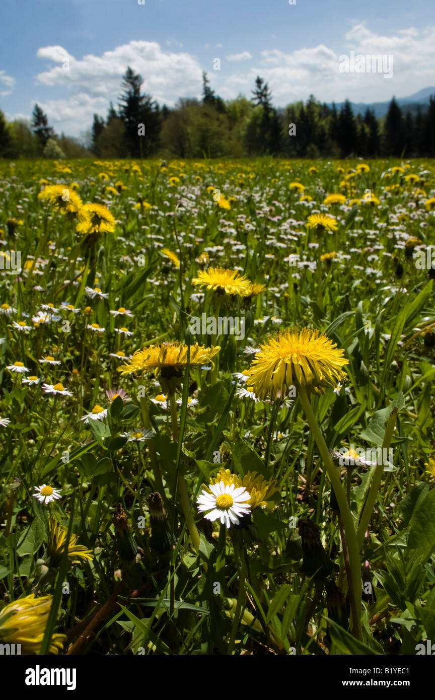 Field full of dandelions Stock Photo - Alamy