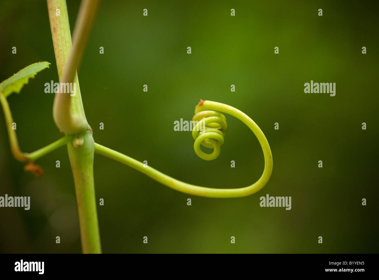 Curled vine hi-res stock photography and images - Alamy