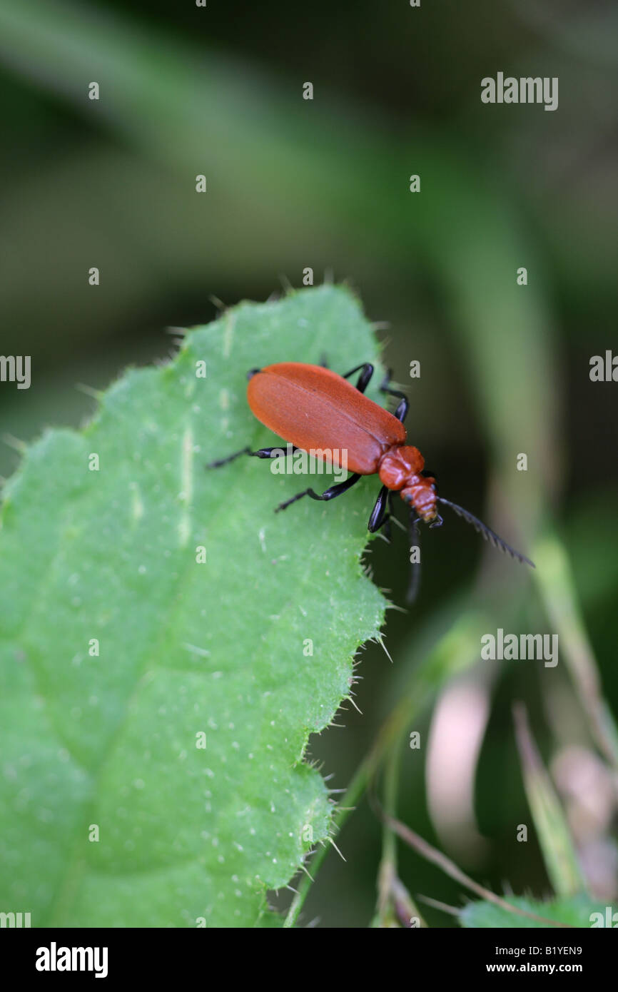 "Cardinal Beetle (Pyrochroa coccinea Stock Photo - Alamy