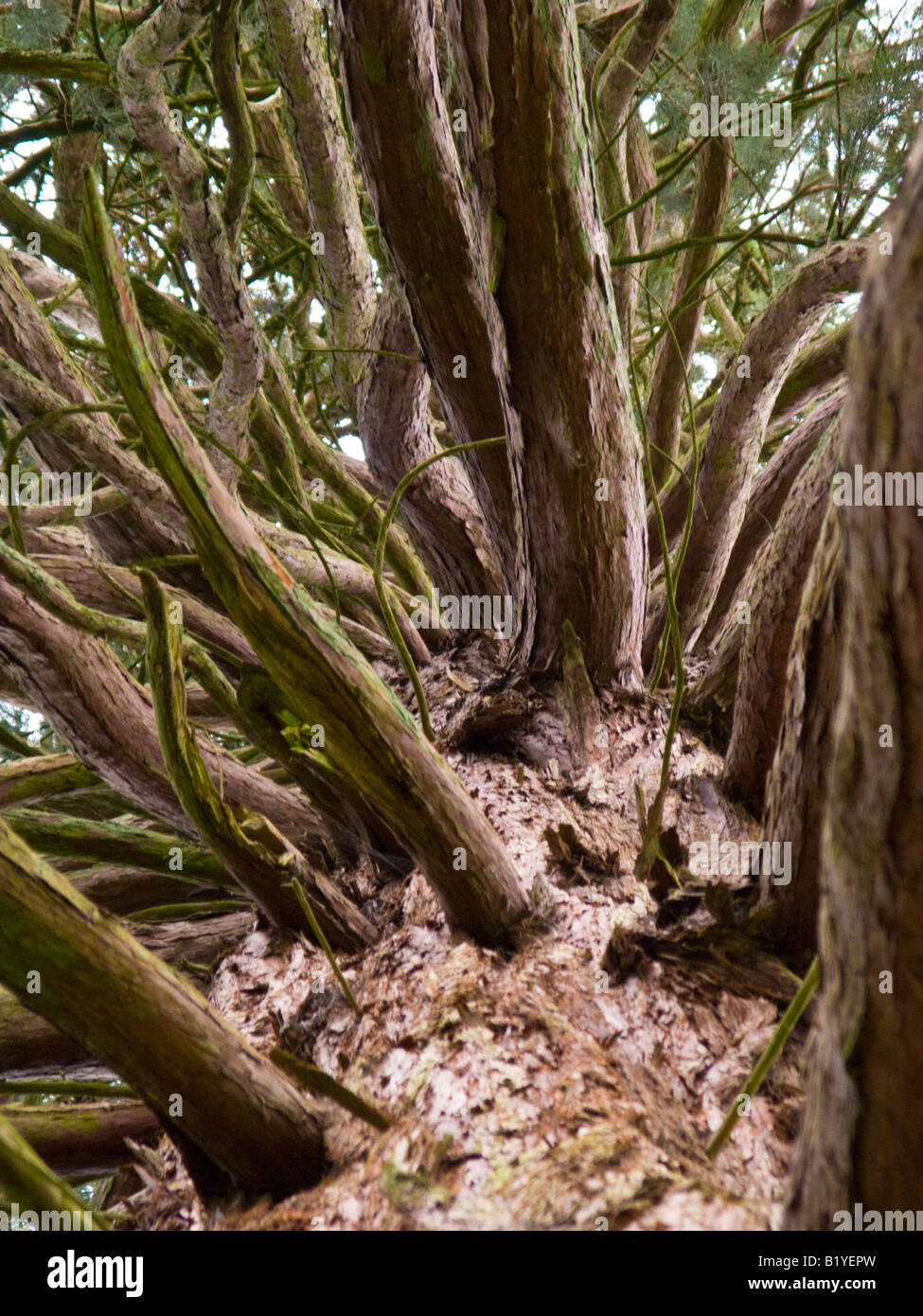 Trunk and branches of a huge conifer tree Stock Photo - Alamy