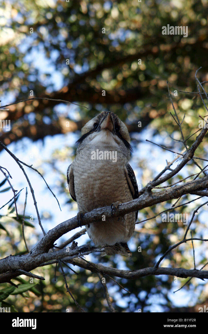 Australian bird Koockaburra Stock Photo - Alamy