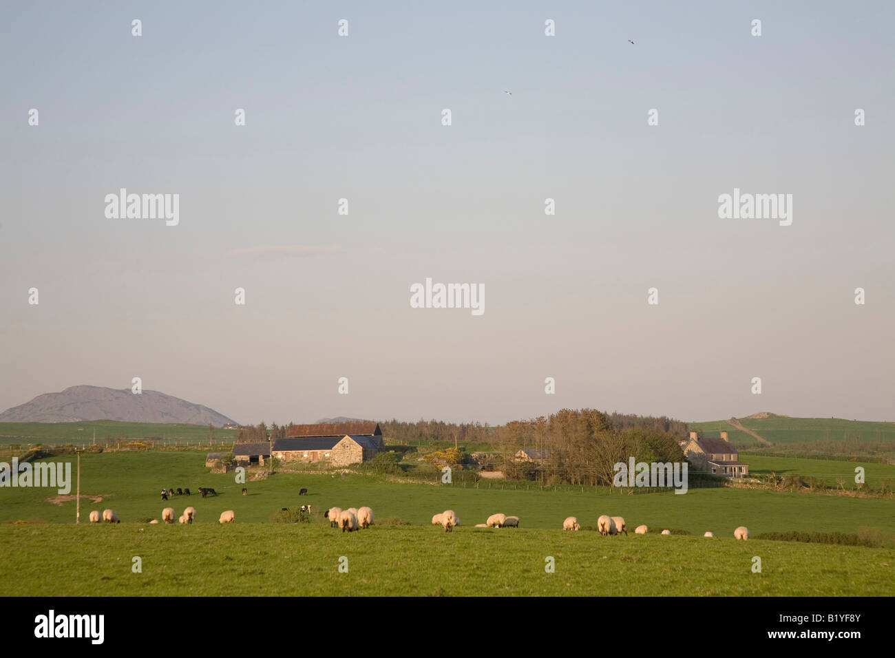 Landscape, farm in Wales Stock Photo - Alamy