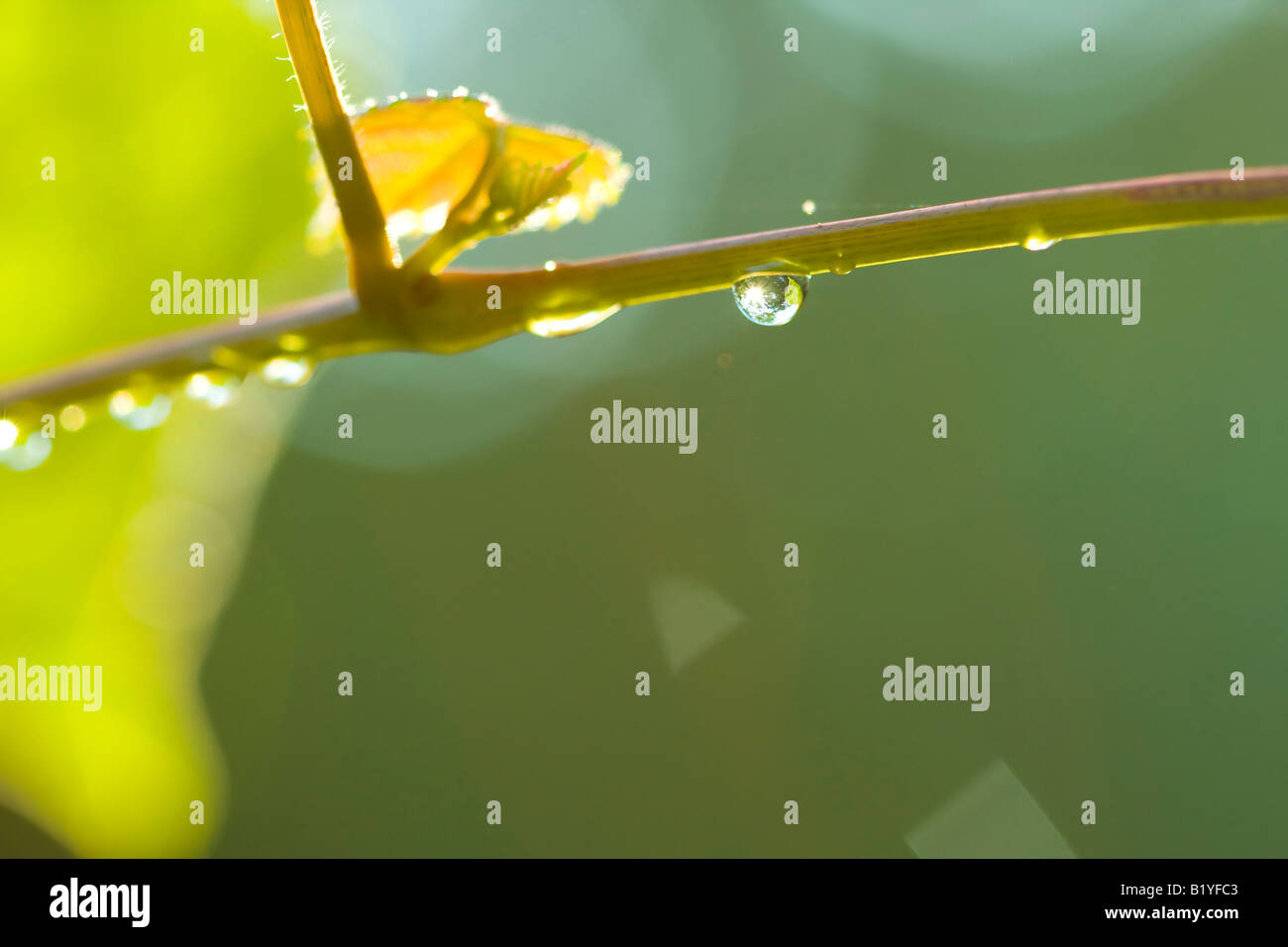 Water droplets on wild grapevine at sunrise Stock Photo - Alamy