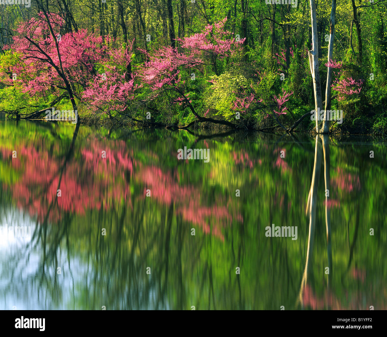 Redbud Cercis canadensis Spring USA, by Willard Clay/Dembinsky Photo ...