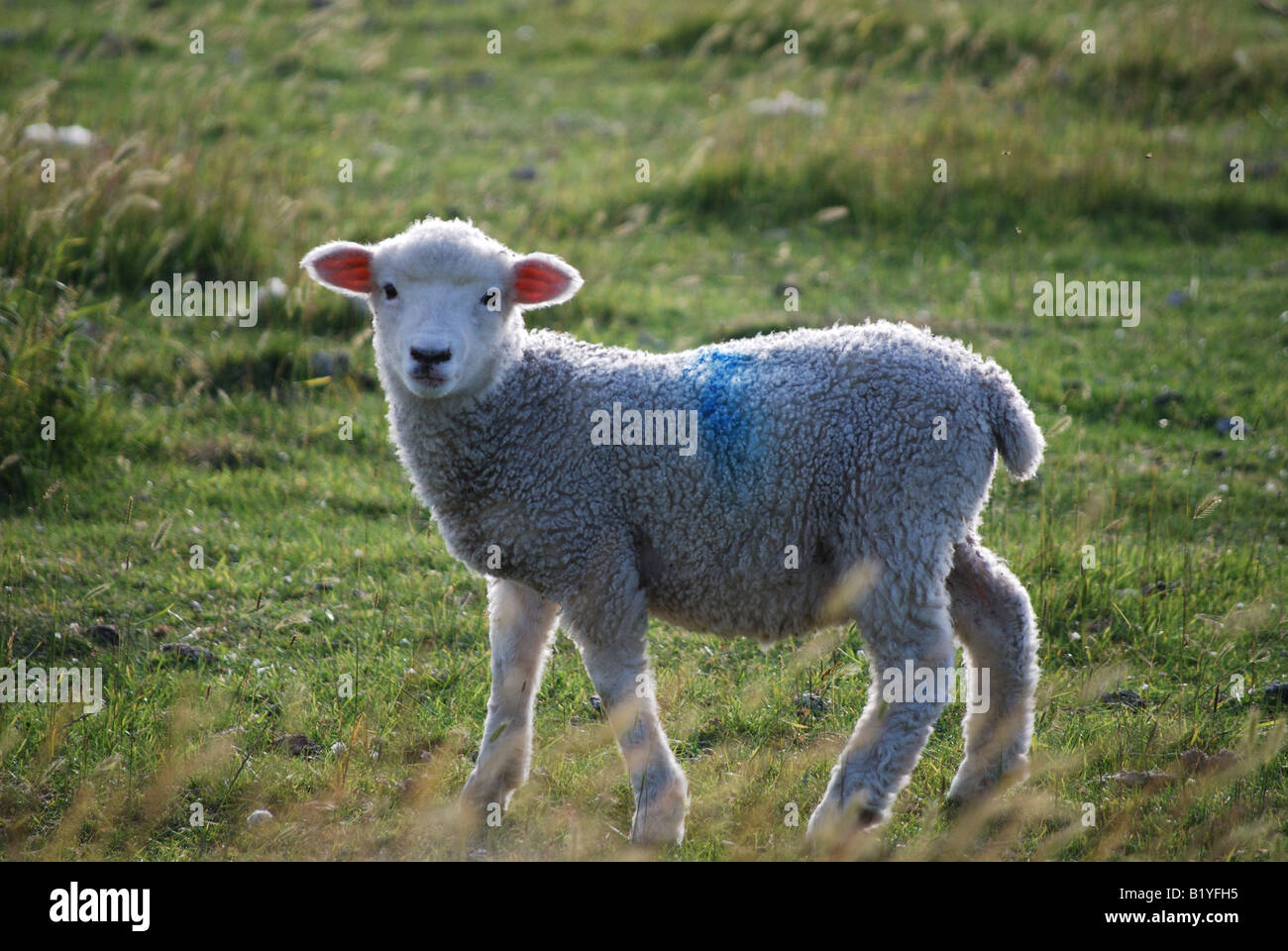 Little lamb standing on a field with blue mark on it Stock Photo - Alamy