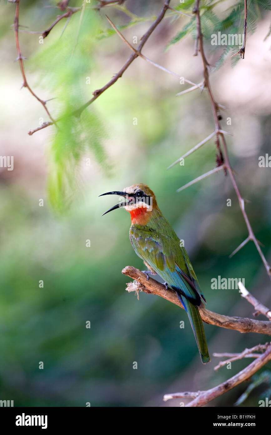 Sean bird hi-res stock photography and images - Alamy