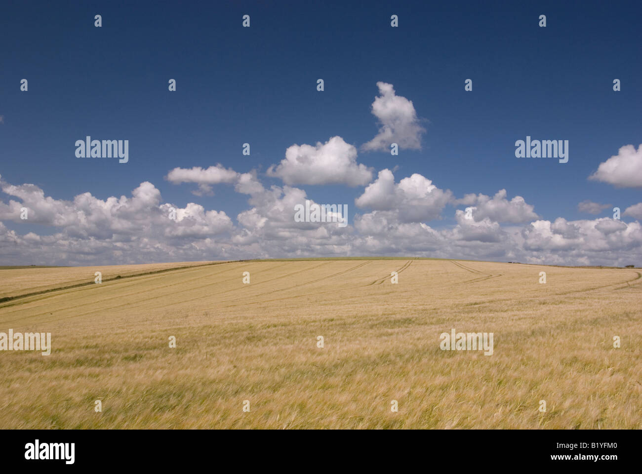 Field of Barley corn growing on the south downs, England Stock Photo ...