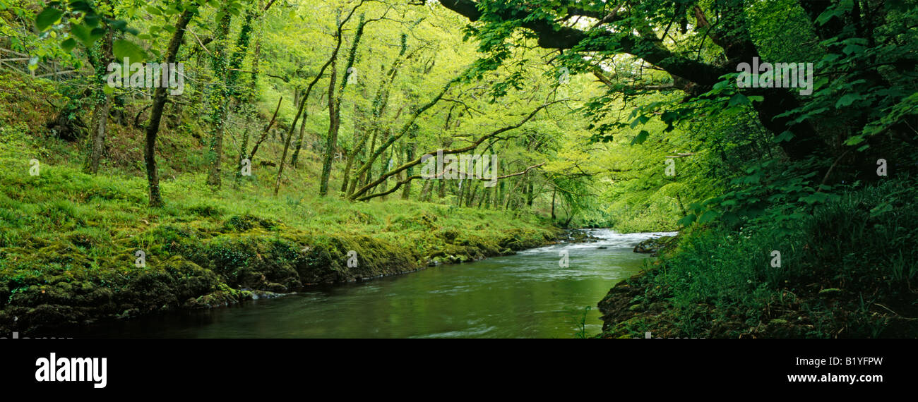 The River Dart in woodland near Holne Bridge in Dartmoor National Park ...