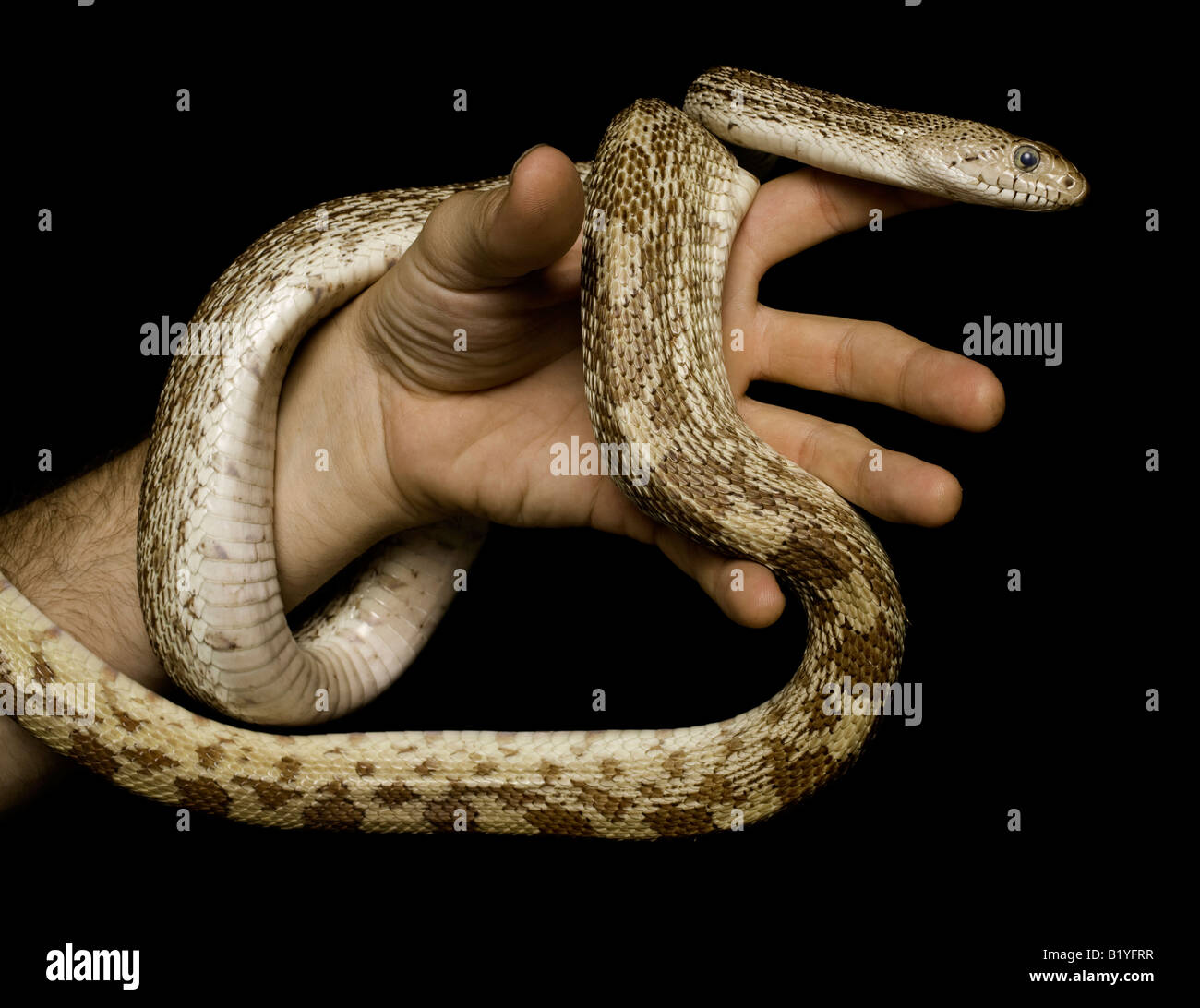 Close-up of a bull snake’s head—showing its textured scales, piercing ...