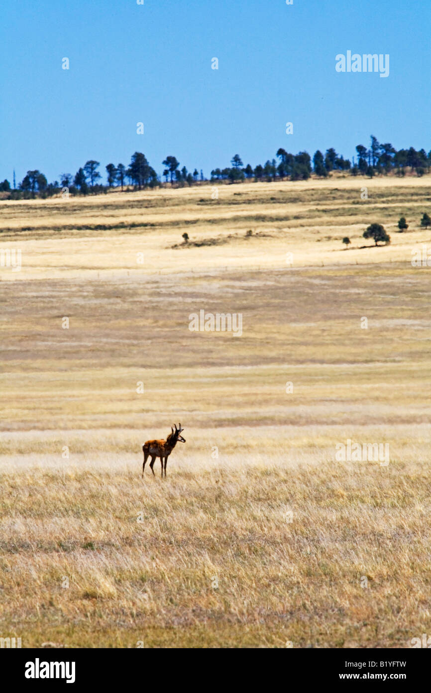 Antelope pronghorn Antilocapra americana Stock Photo - Alamy