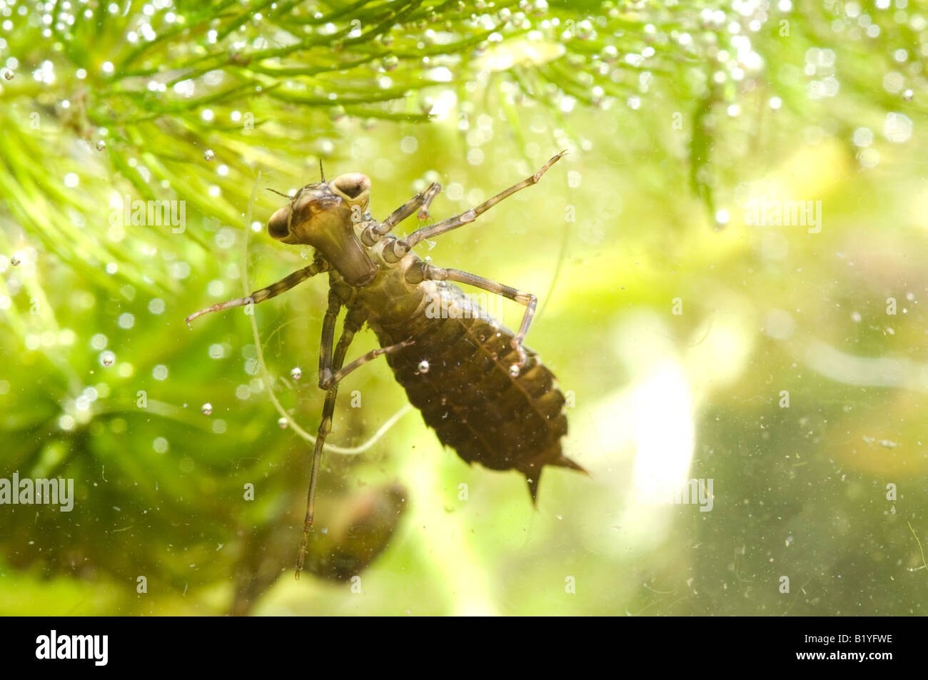 larva of the Common Hawker dragonfly in pond Stock Photo - Alamy