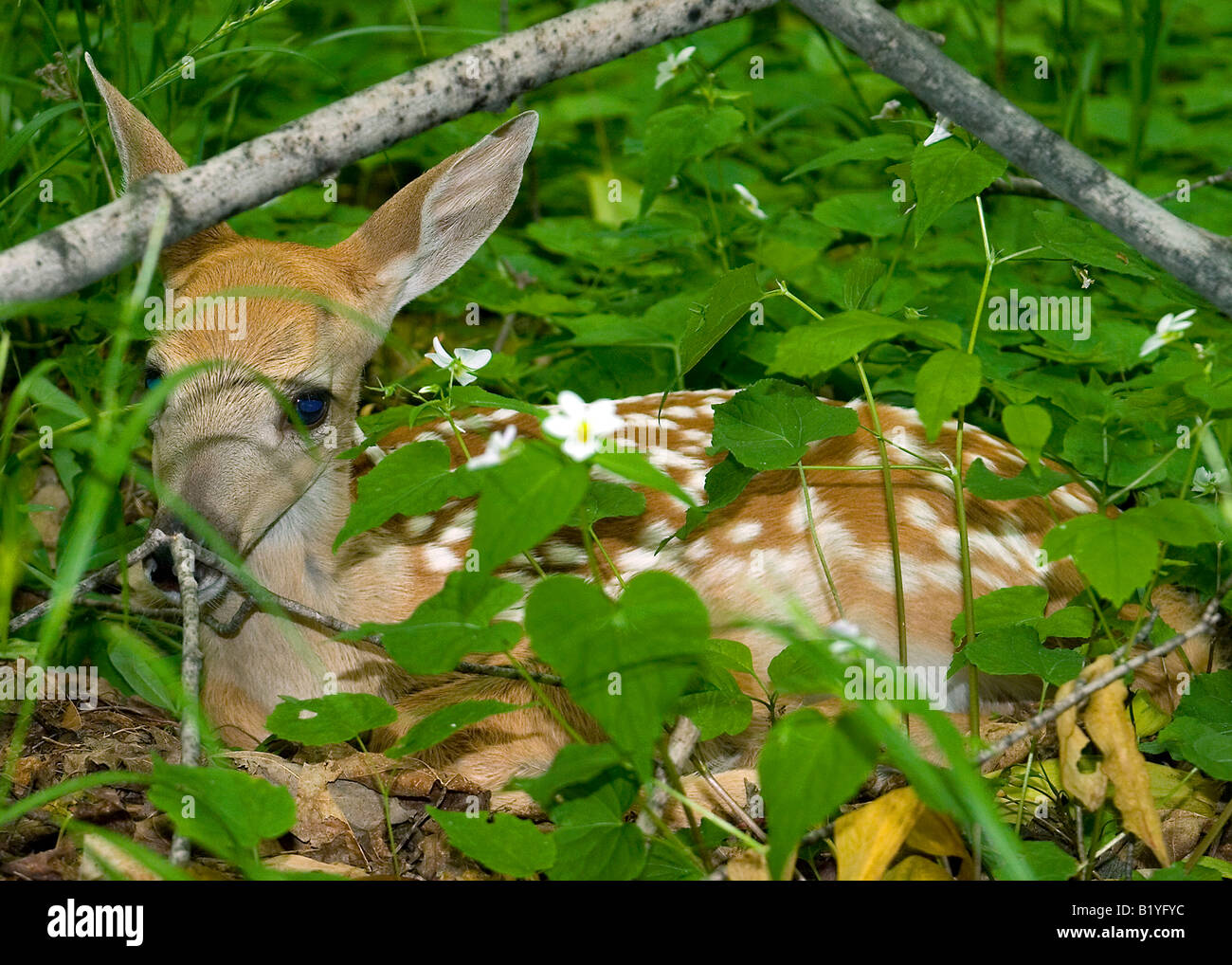 White tailed deer hoof hi-res stock photography and images - Alamy