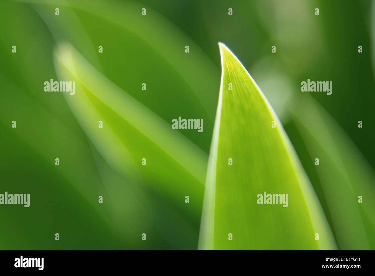 Abstract Bright Green Leaf Stock Photo - Alamy