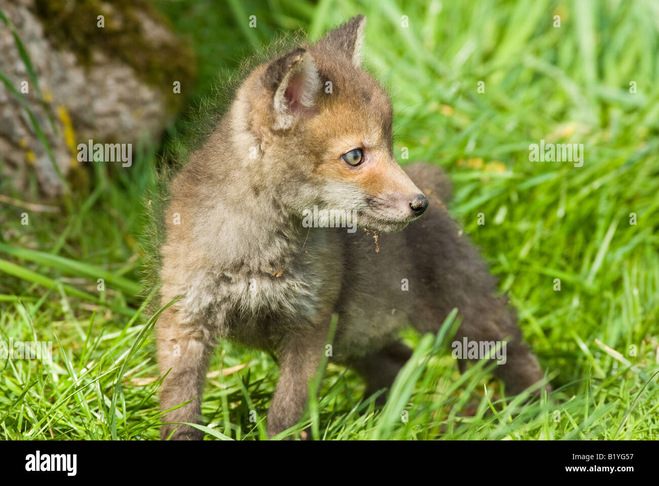 Red Fox cub Stock Photo - Alamy