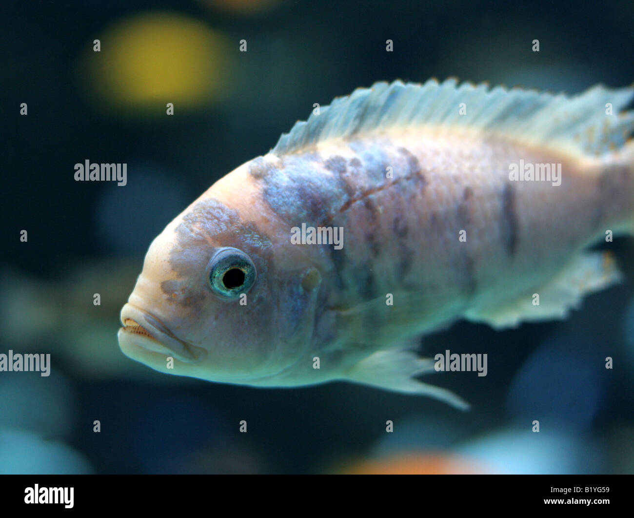 Cichlidae cichlid hi-res stock photography and images - Alamy