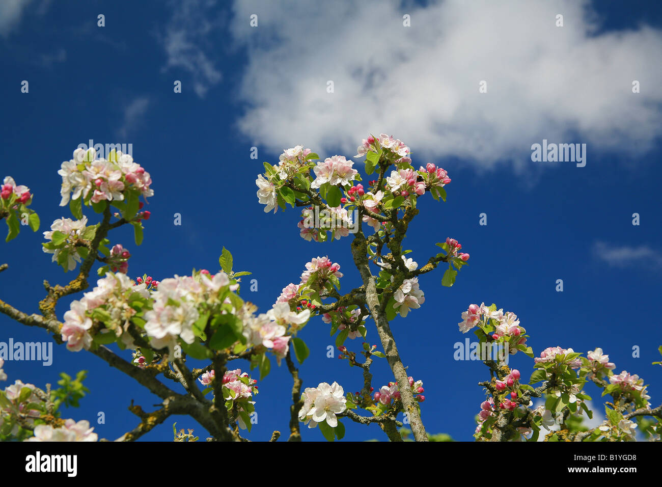 Blossom on a cider apple tree Somerset UK Stock Photo - Alamy