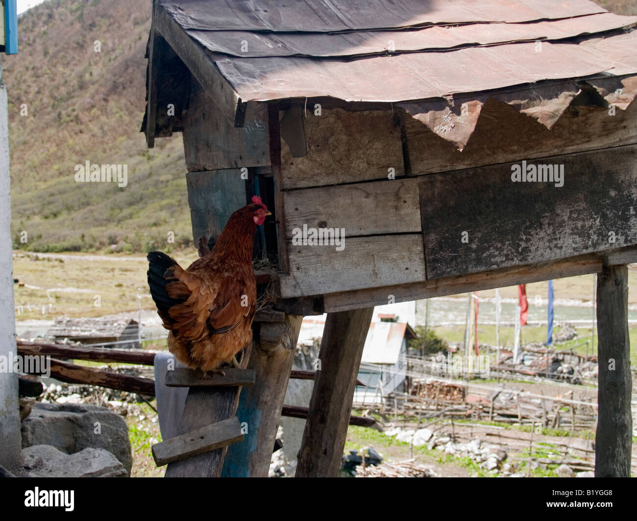 chicken climbing stairs in Sikkim countryside Stock Photo - Alamy