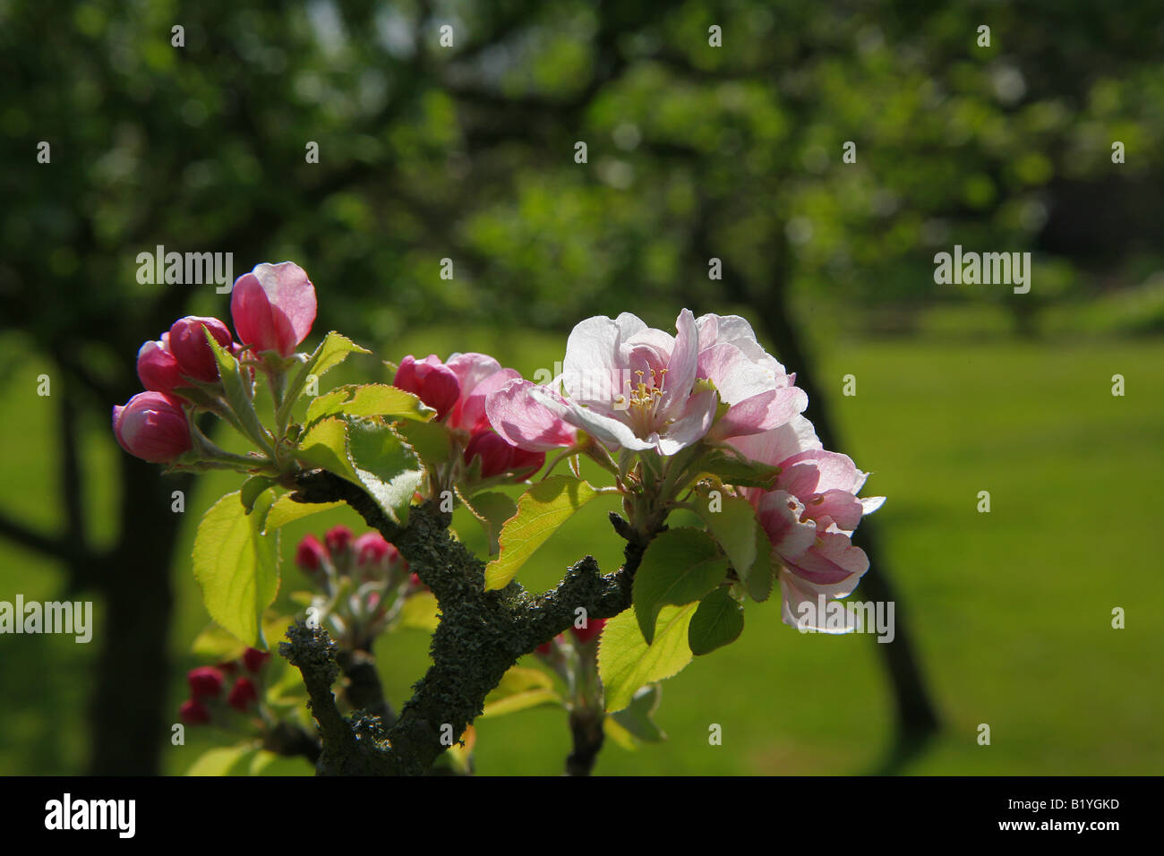 Blossom on a cider apple tree Somerset UK Stock Photo - Alamy