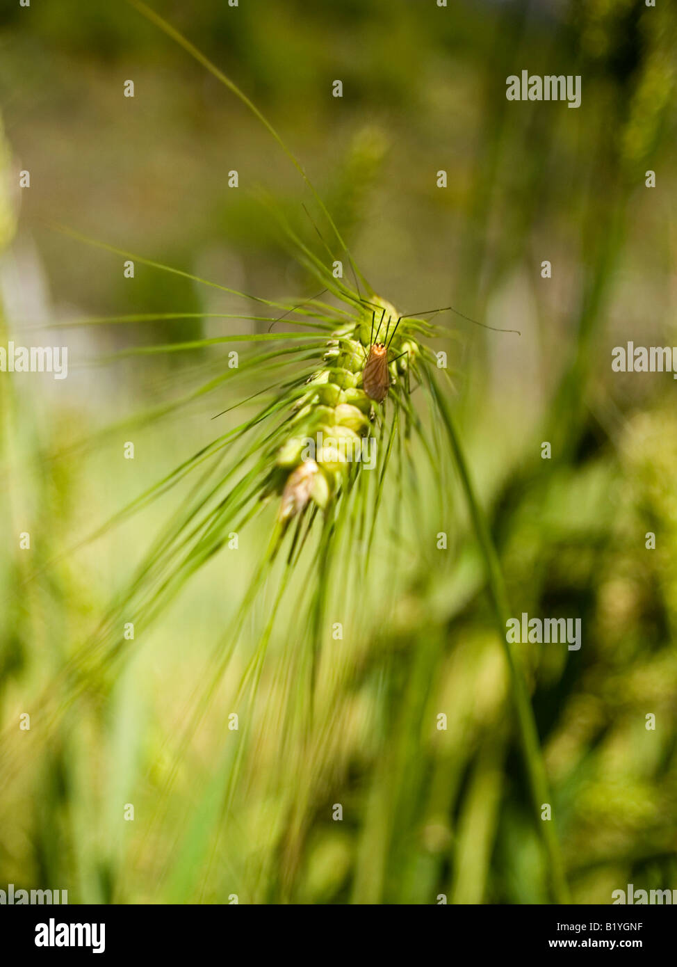 Indian insect pest hi-res stock photography and images - Alamy