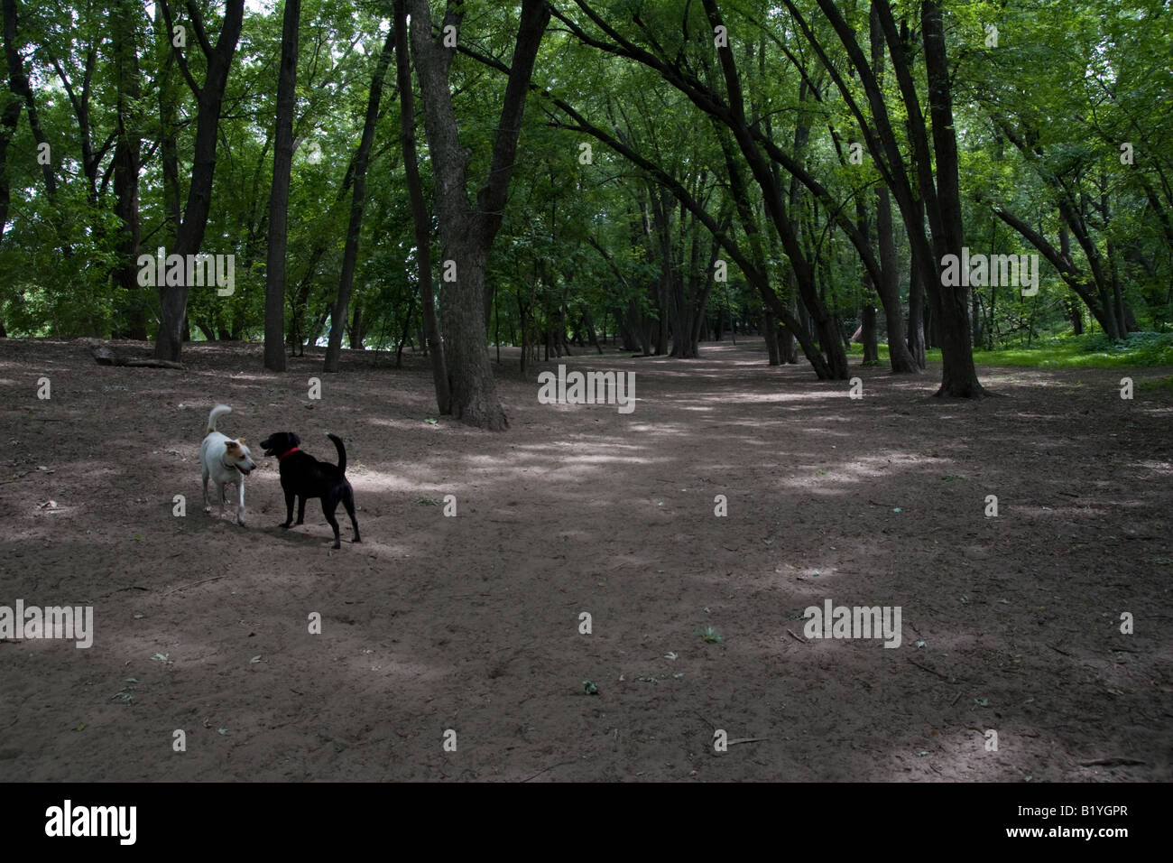 Two dogs playing in a dog park Stock Photo - Alamy