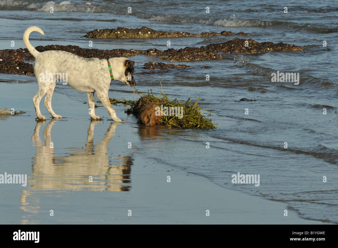 inquisitive dog on the beach, rayong ,thailand Stock Photo - Alamy