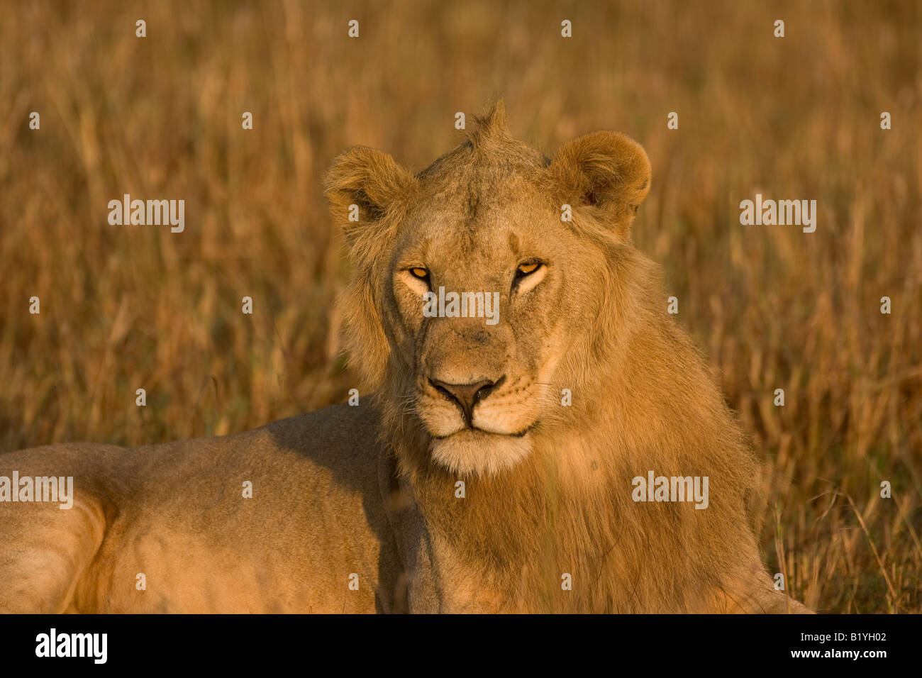 Close up wild male lion hi-res stock photography and images - Alamy