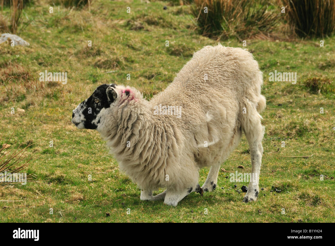 Ewe picture hi-res stock photography and images - Alamy
