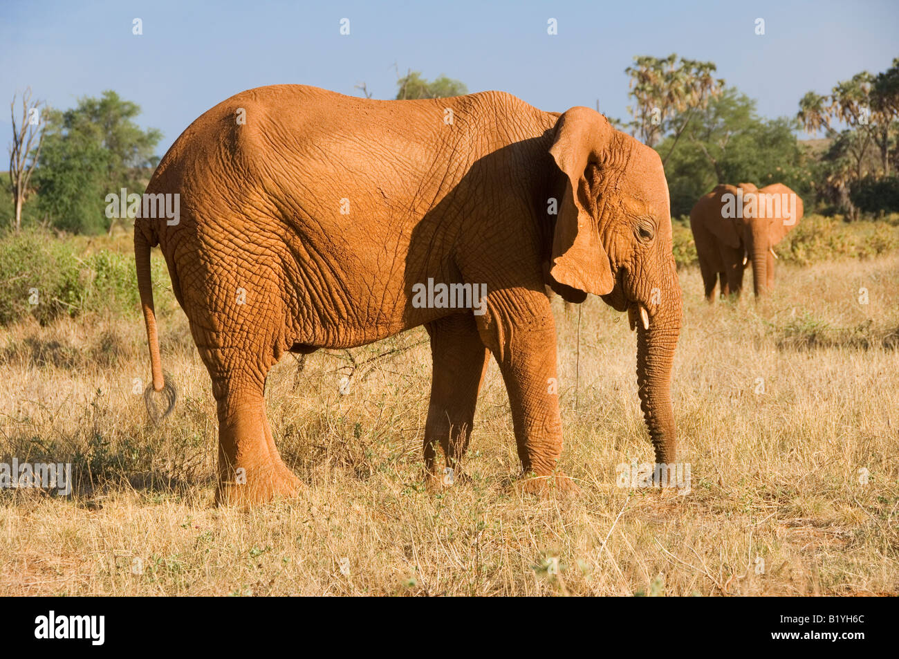 African Elephant, Kenya, Africa Stock Photo - Alamy