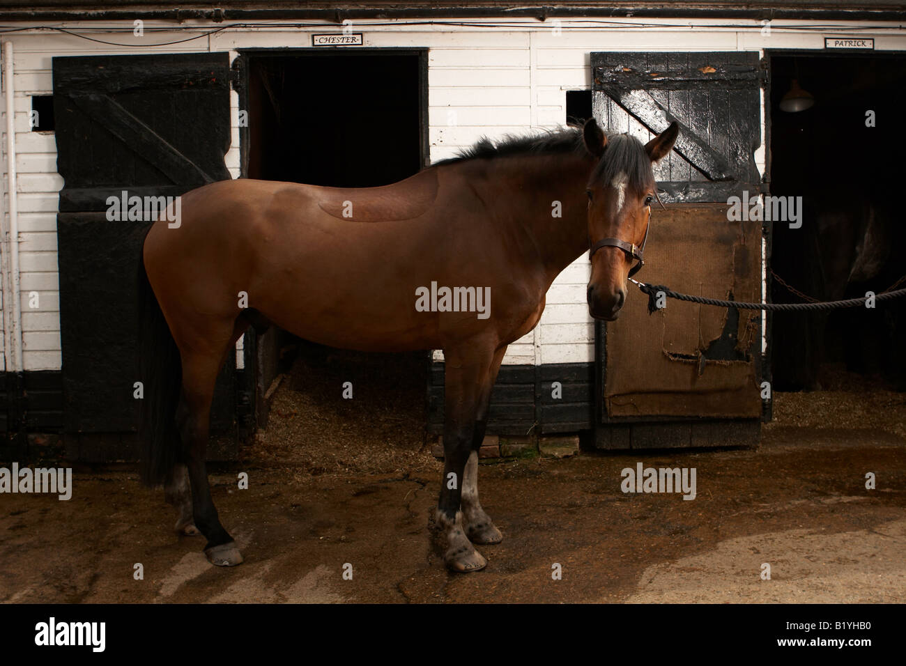 Horse at stable Stock Photo - Alamy