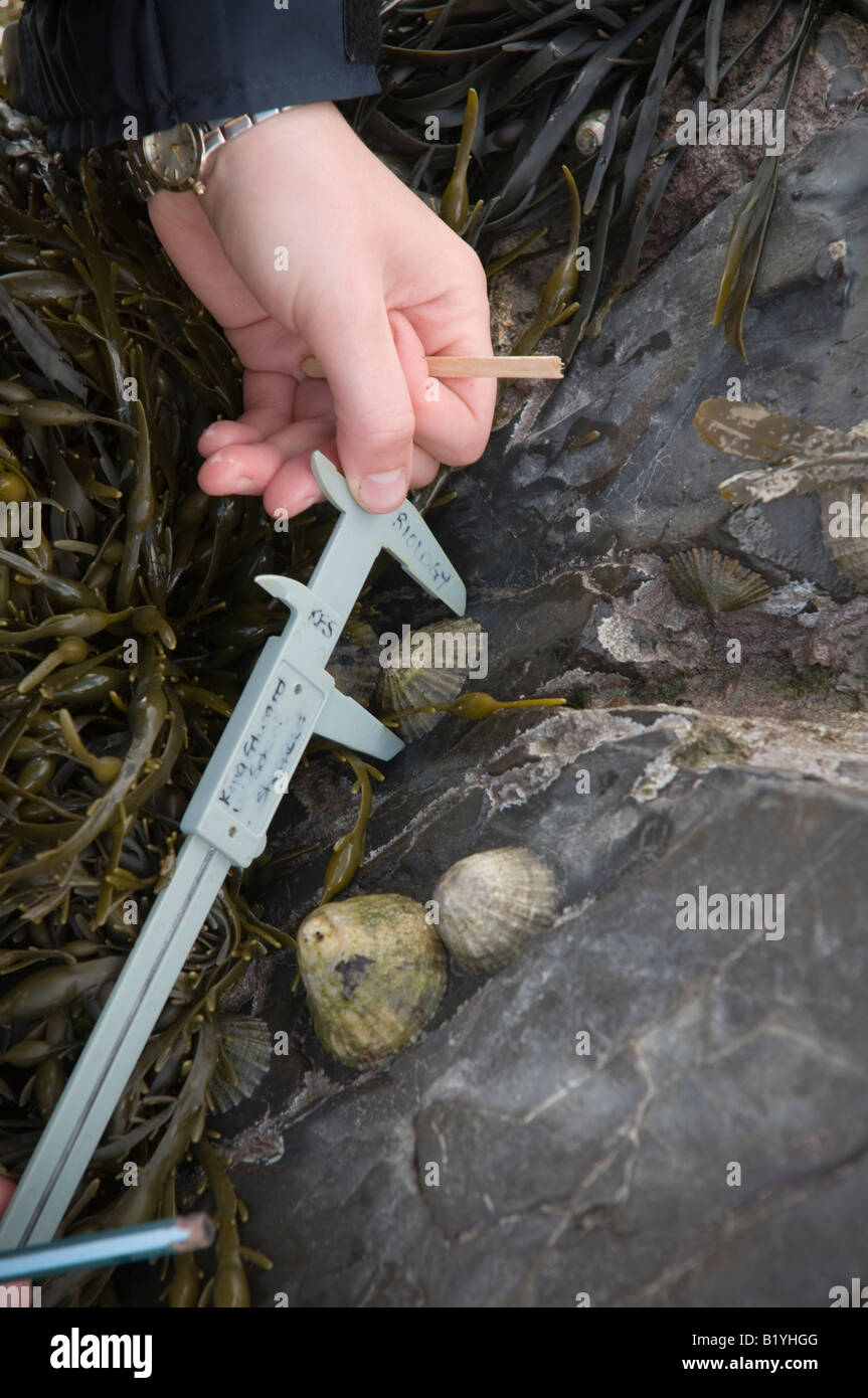 teenage girl using callipers in measuring the size of limpets on rock ...