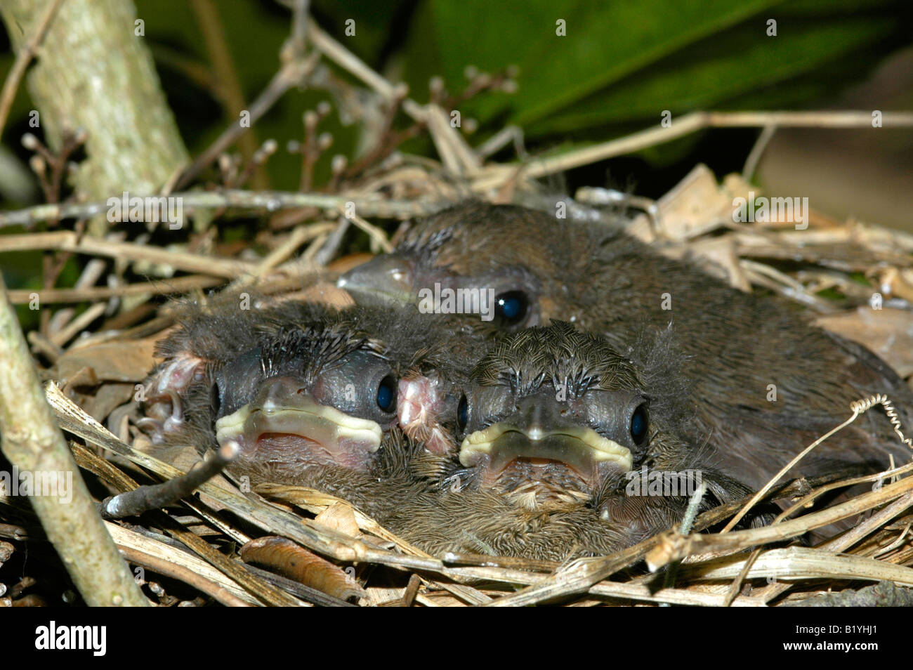 Cardinal nest hi-res stock photography and images - Alamy