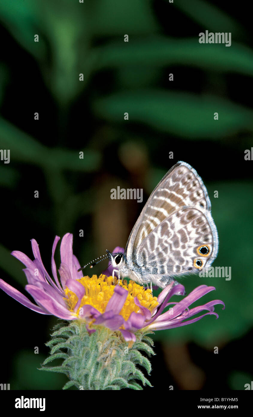 Butterfly in flight hi-res stock photography and images - Alamy