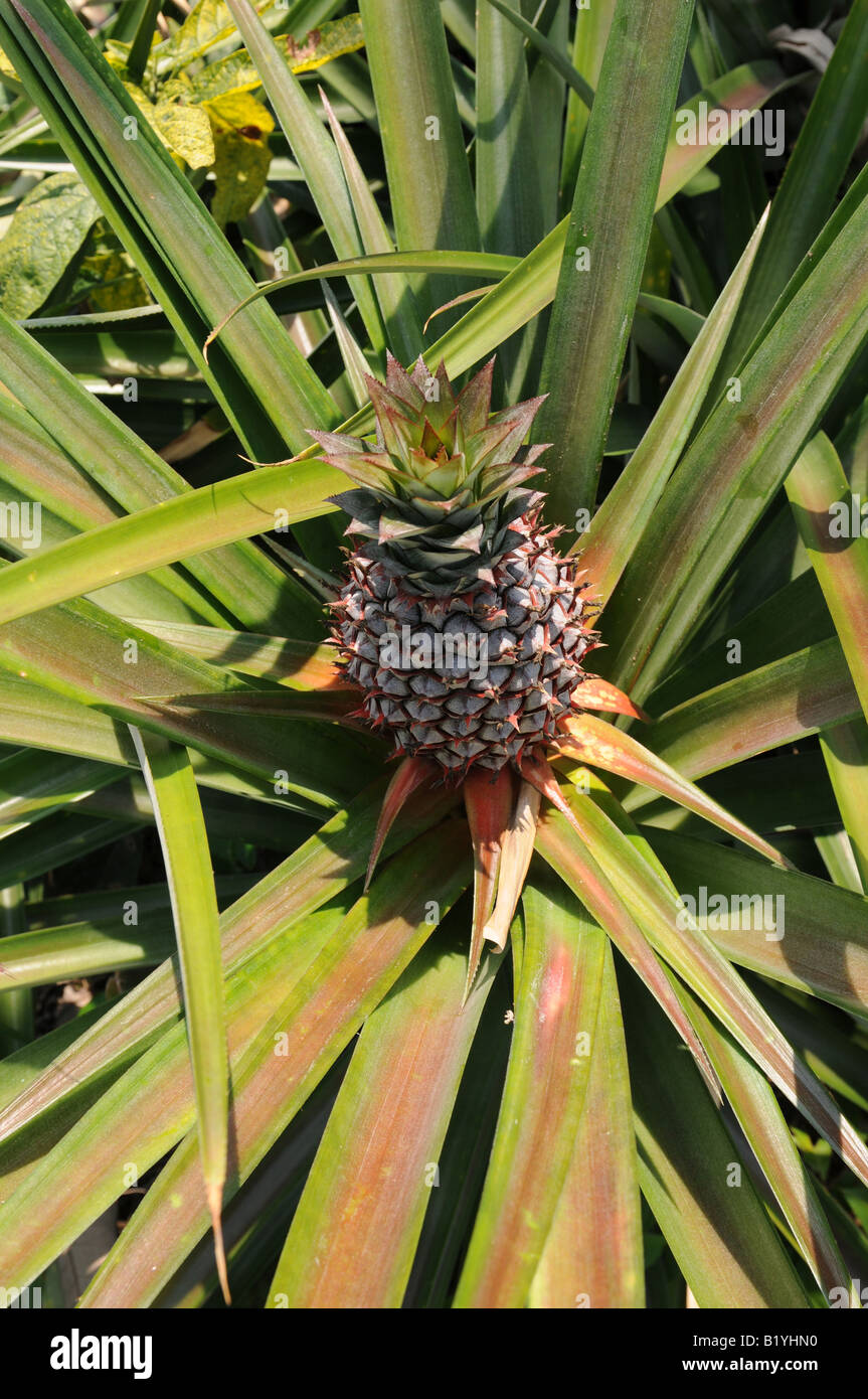 fresh pineapple , pineapple farm, rayong , thailand Stock Photo - Alamy