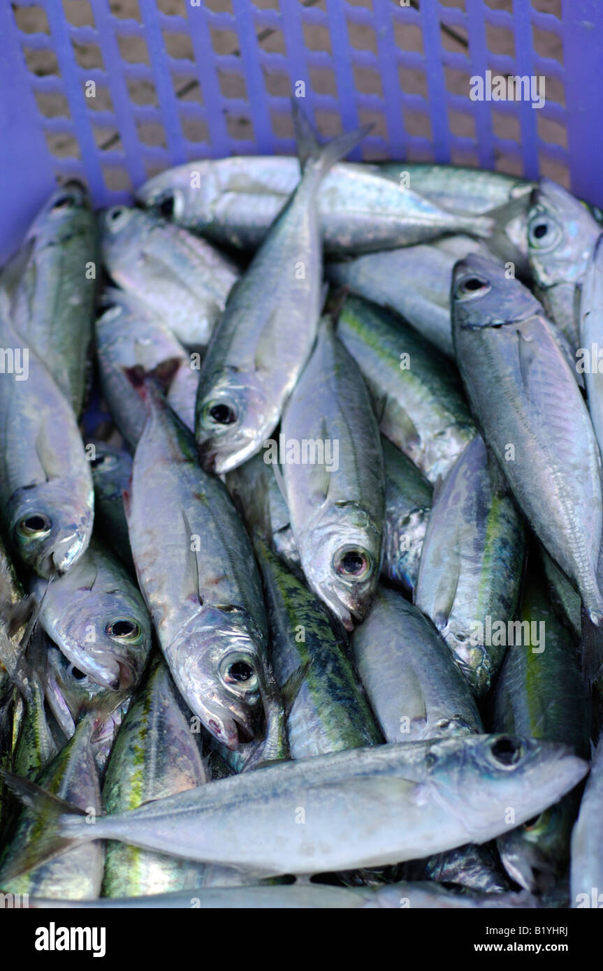 small fish basket Stock Photo - Alamy