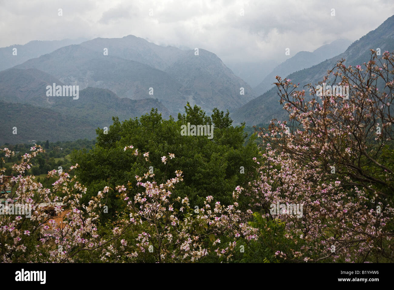 SPRING TREE BLOSSOMS DHARAMSALA INDIA Stock Photo - Alamy