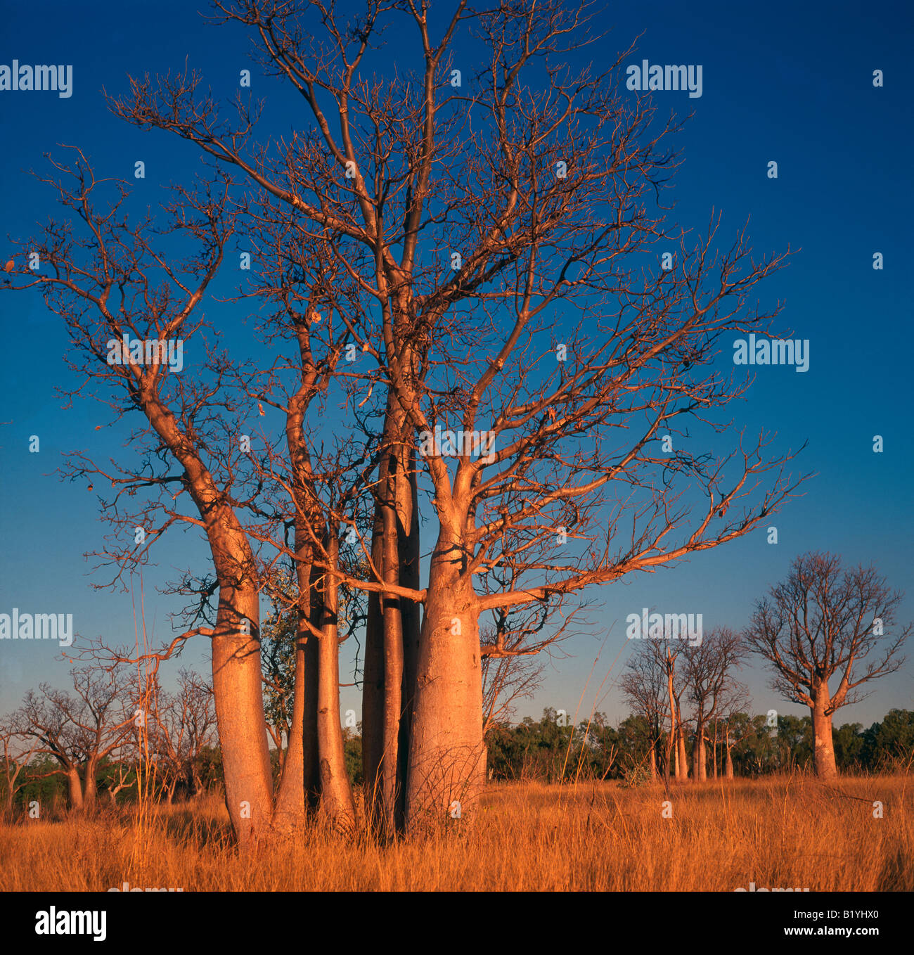 Boab trees, Kununurra, Western Australia, blue sky Stock Photo - Alamy