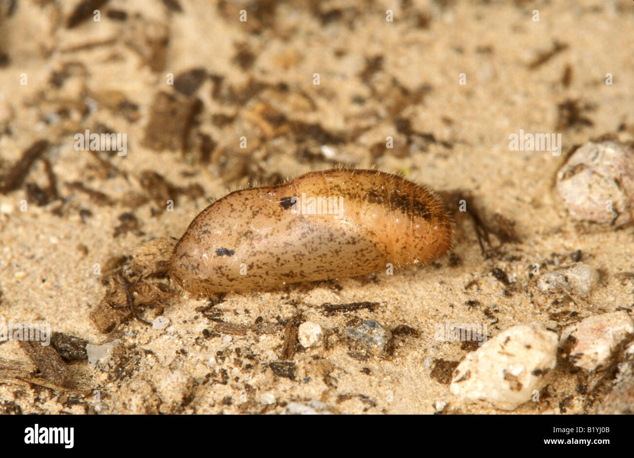 Marine Blue pupa Leptotes marina Stock Photo - Alamy