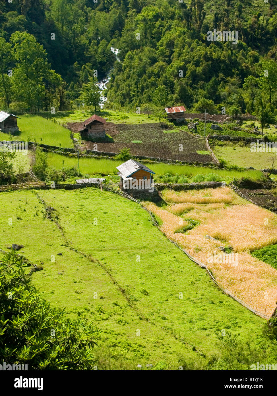 wheat and millet fields in northern Sikkim in India Stock Photo - Alamy